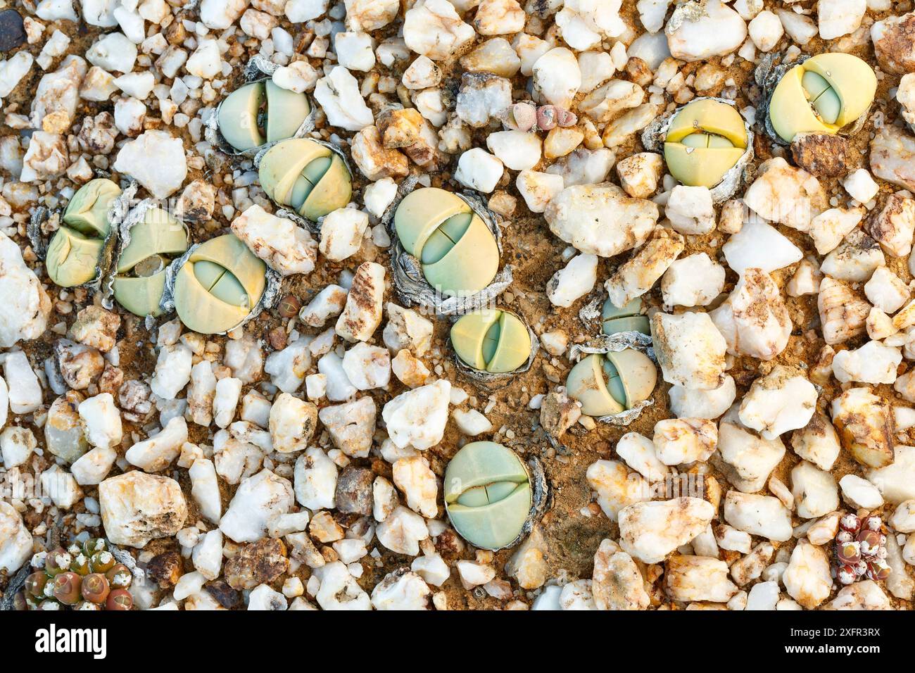 Endemic Stone plant (Argyroderma delaetii) also known as Bababoudjes ...