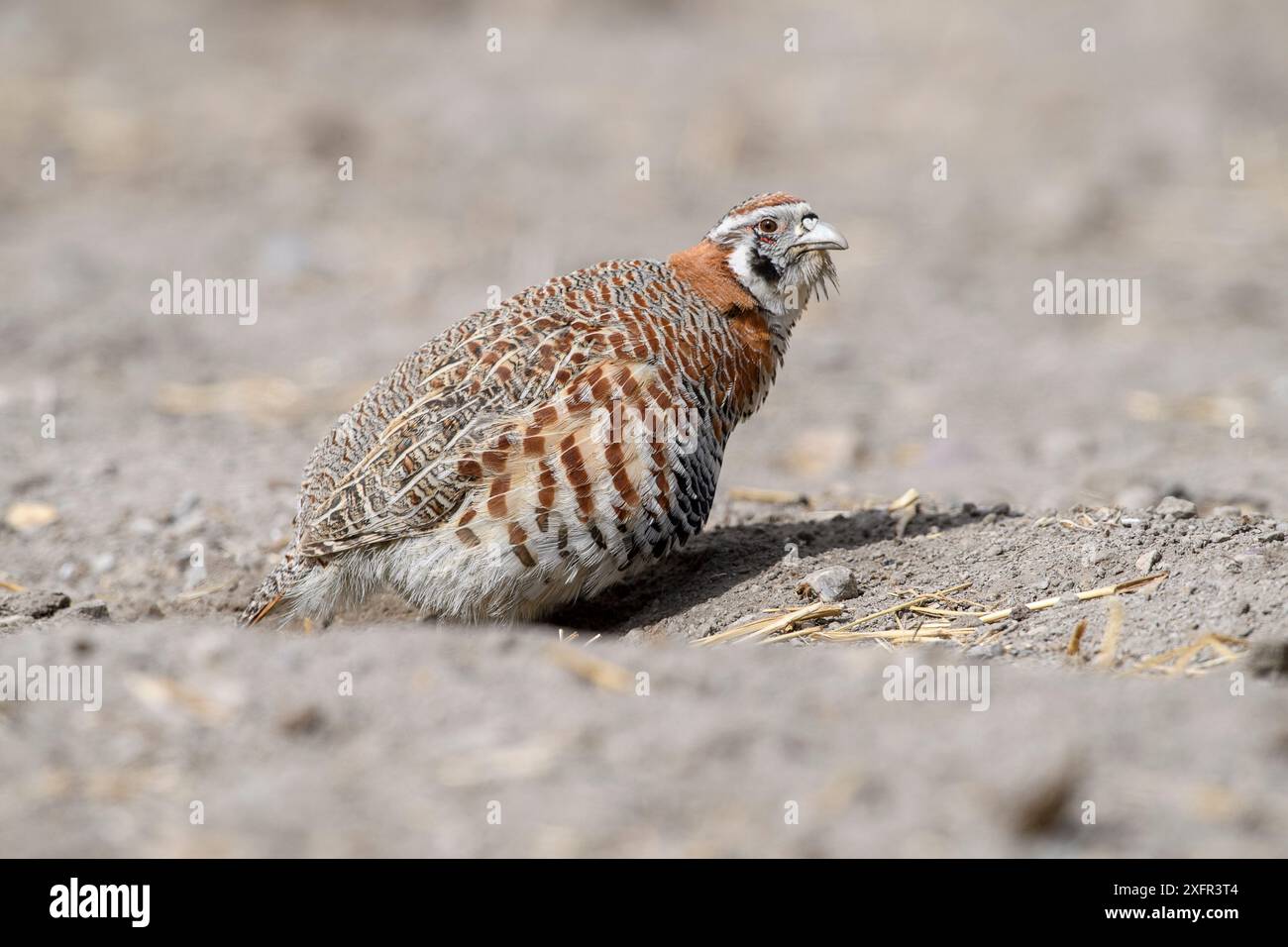 Tibetan partridge (Perdix hodgsoniae) dust bathing. Indus Valley ...