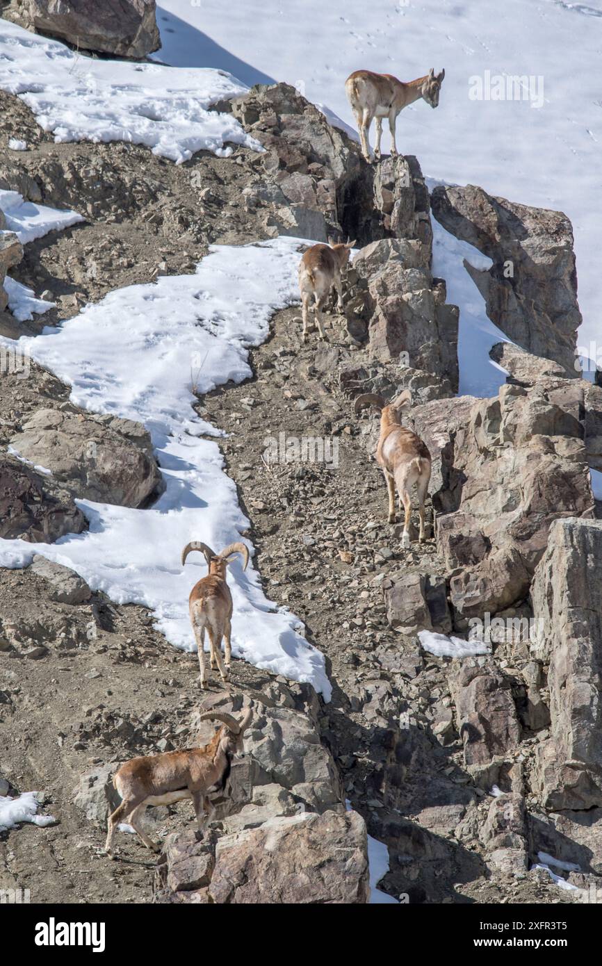 Urial hi-res stock photography and images - Alamy