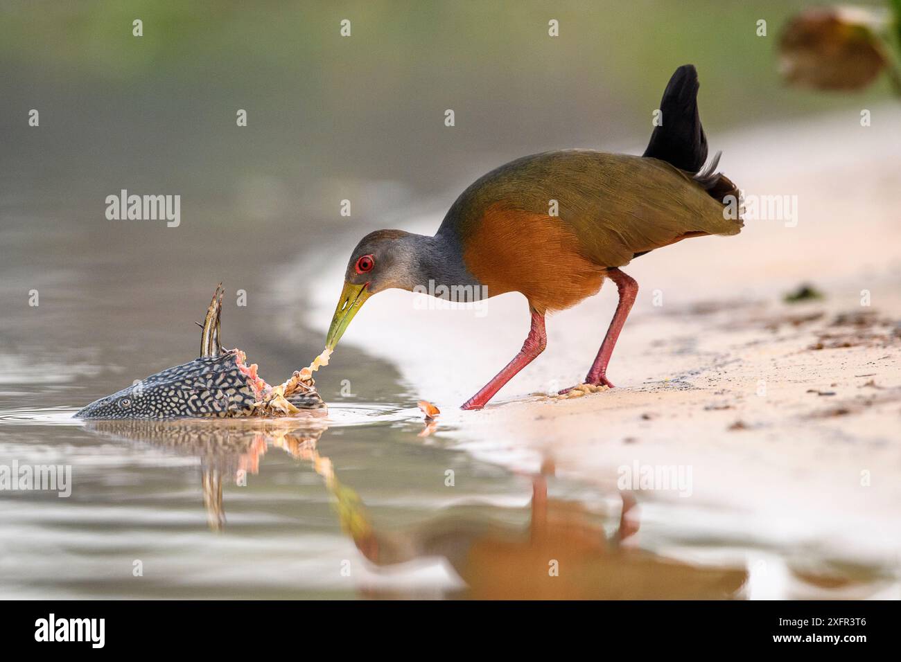 Grey-necked woodrail (Aramides cajanea) opportunistically pecks at the ...