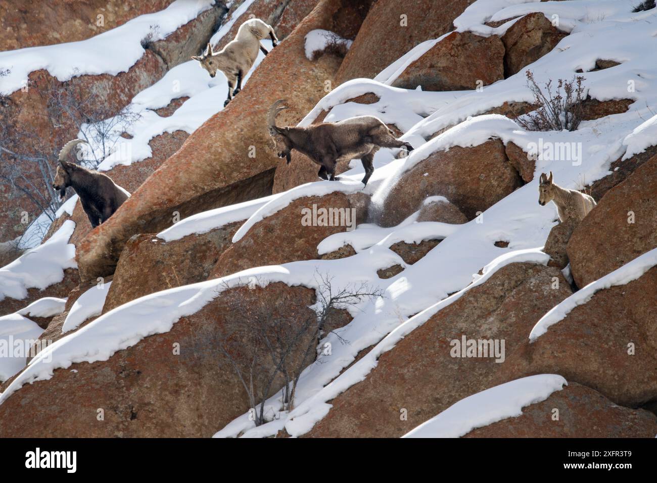 Asiatic ibex (Capra sibirica sakeen) climbing on steep rocky slopes ...