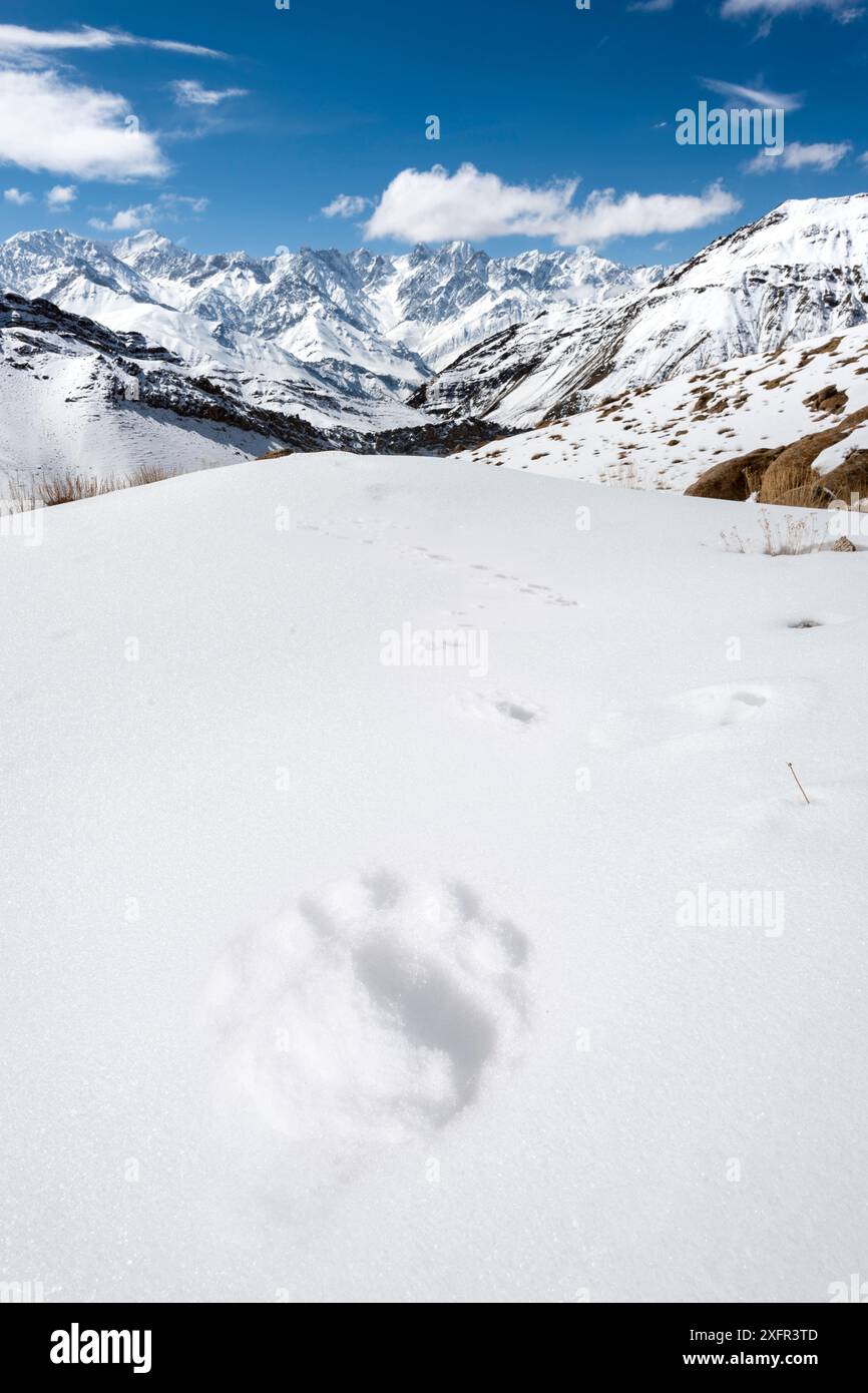 Tracks of a Snow leopard (Panthera uncia) on a snow-covered slope ...