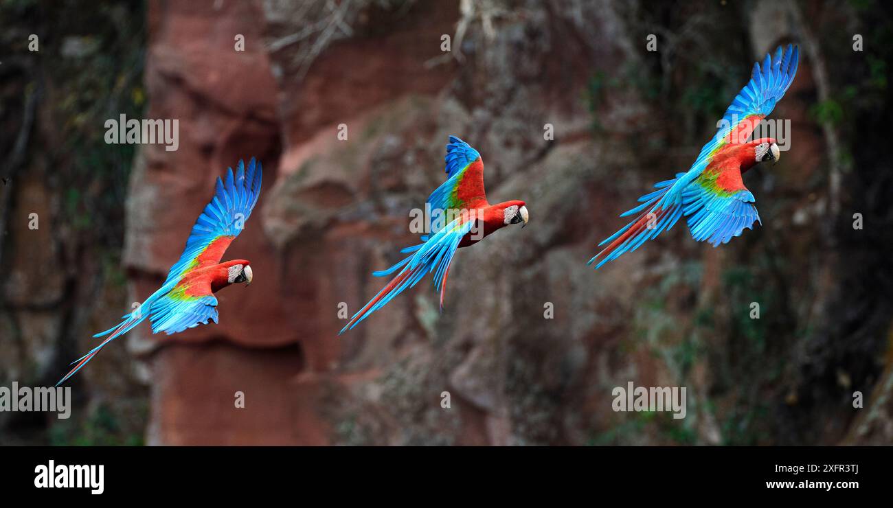 Motion sequence animals hi-res stock photography and images - Alamy