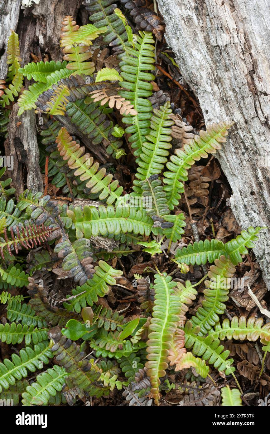Alpine water fern (Blechnum penna-marina), Patagonia, Chile, South ...