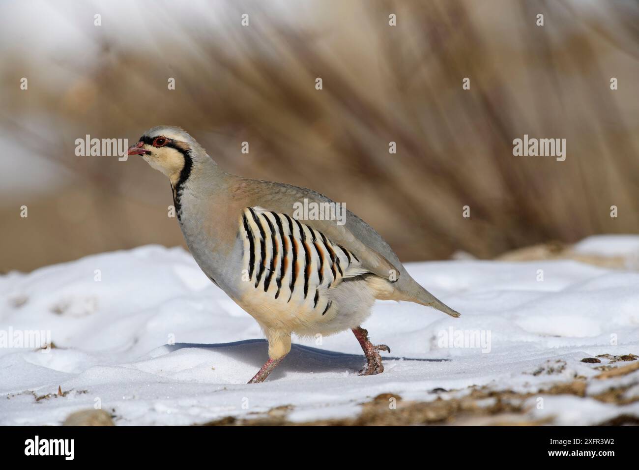 Chukar partridge (Alectoris chukar) on snow drifts. Ulley Valley ...