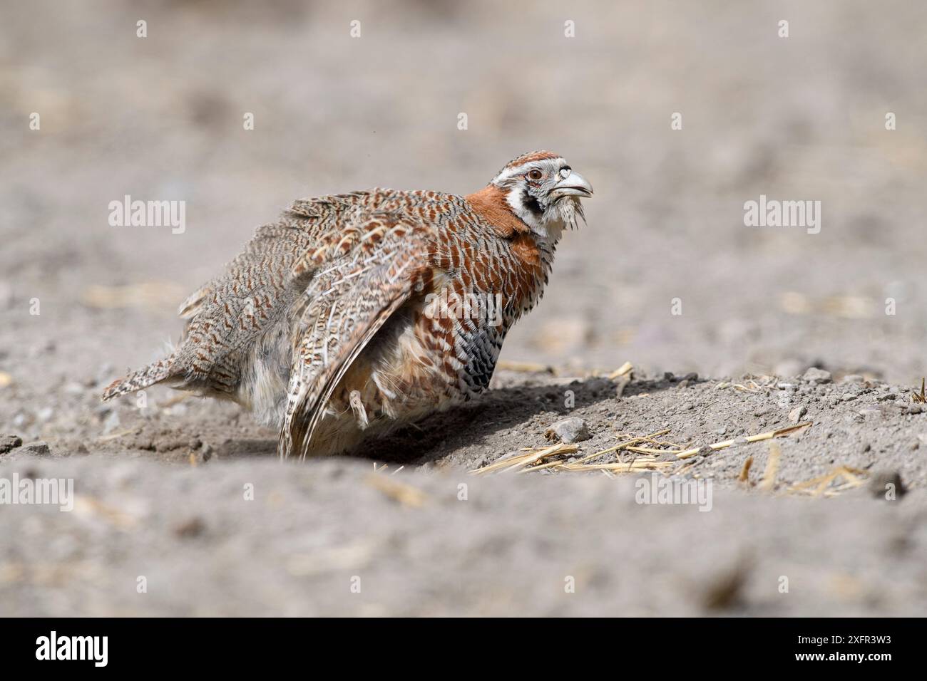 Tibetan partridge (Perdix hodgsoniae) dust bathing. Indus Valley ...