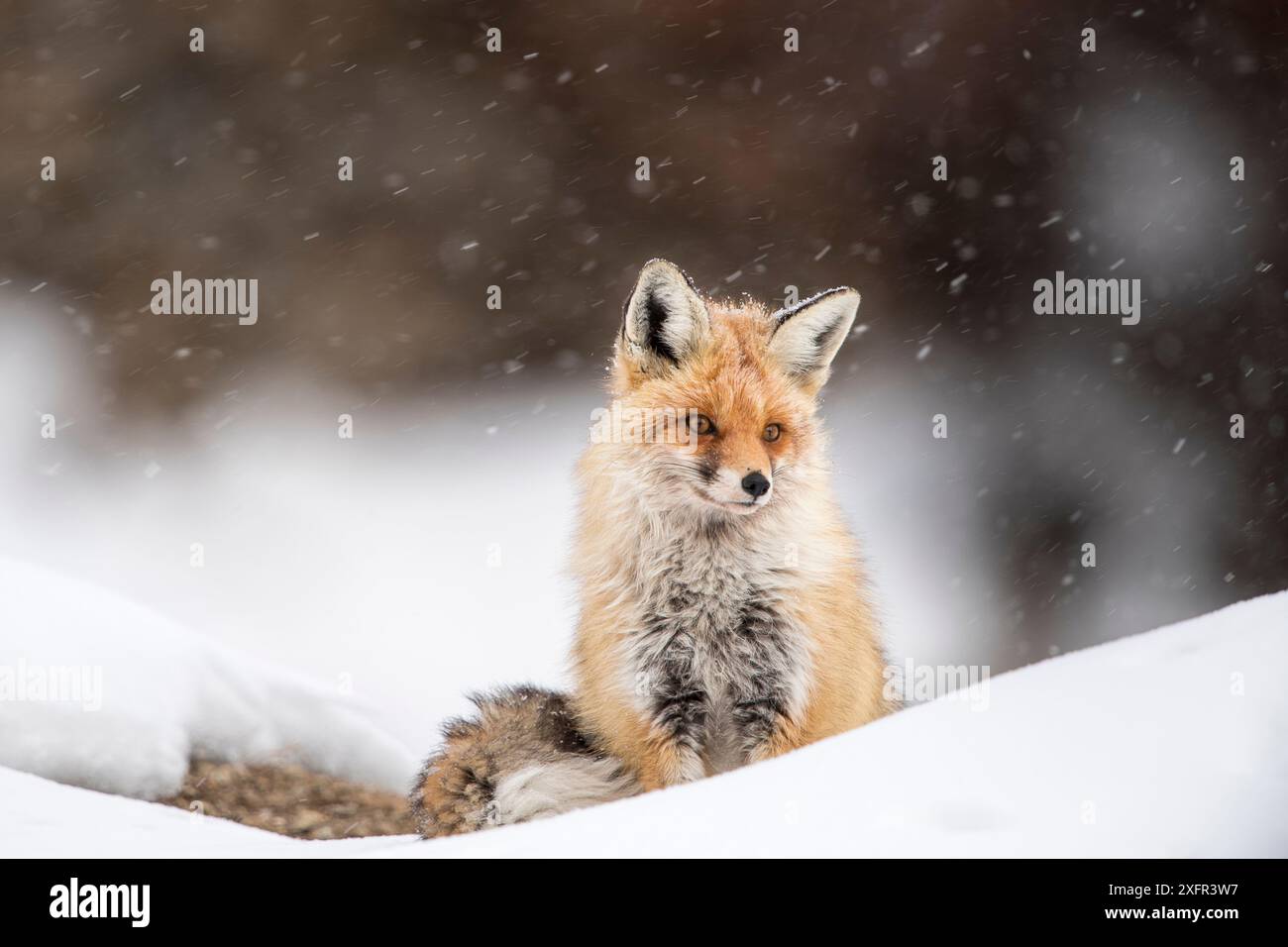 Red fox (Vulpes vulpes) in the snow. Ulley Valley, Ladakh Himalayas ...