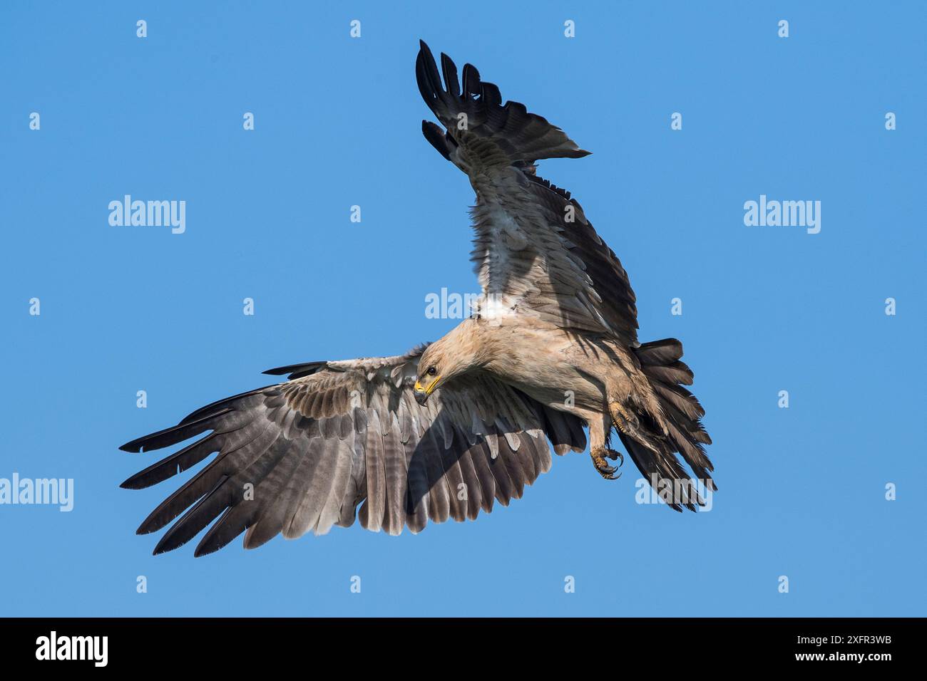 Tawny eagle (Aquila rapax) in flight, coming into land on carcass ...