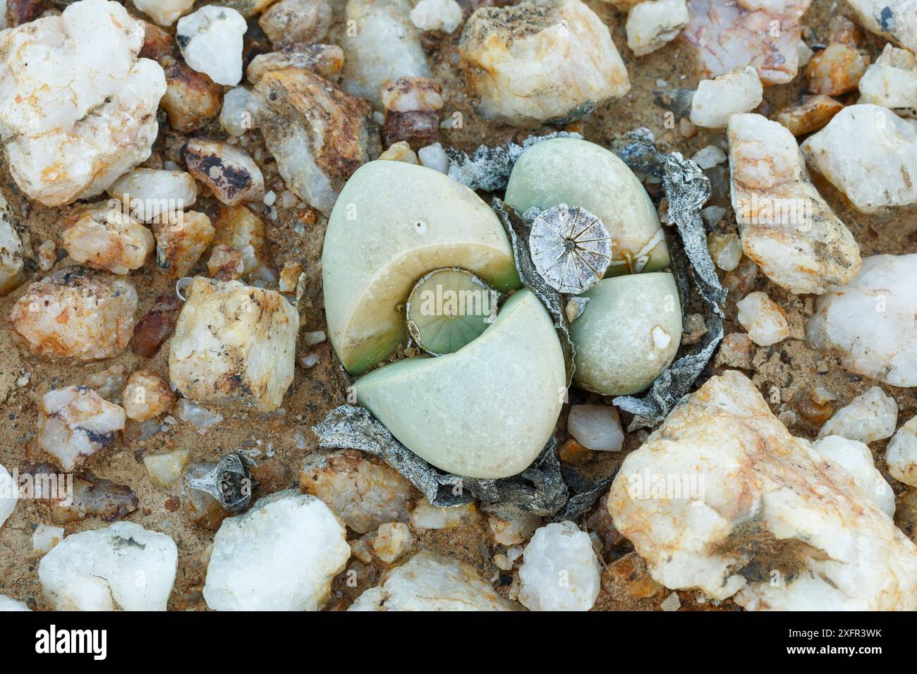 Endemic Stone plant (Argyroderma delaetii) with one new and one old ...