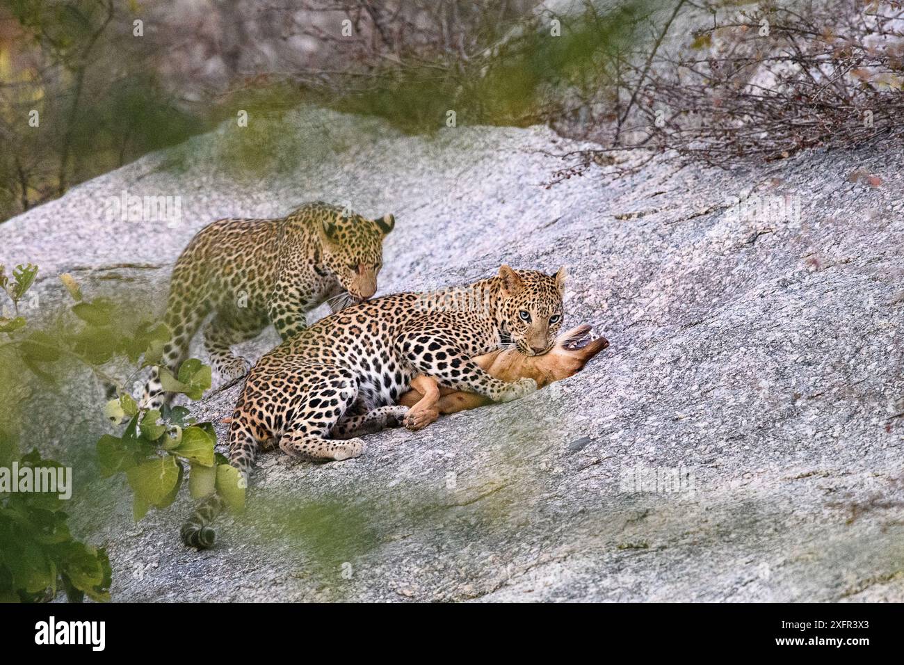 Leopard (Panthera pardus) female with one of its cubs, killing a feral ...