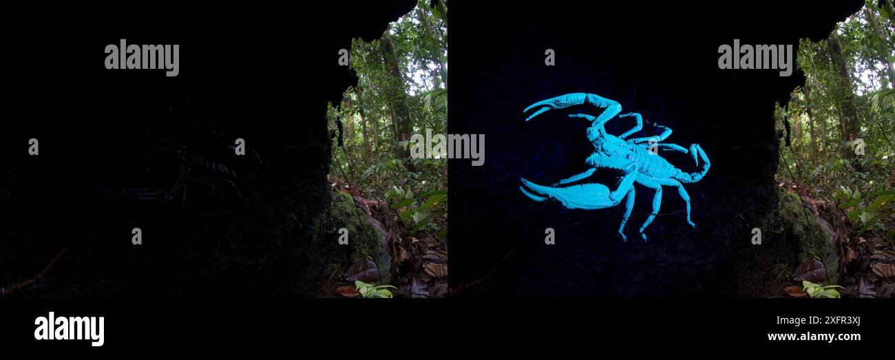 Comparison of two pictures of Borneo giant forest scorpion ...