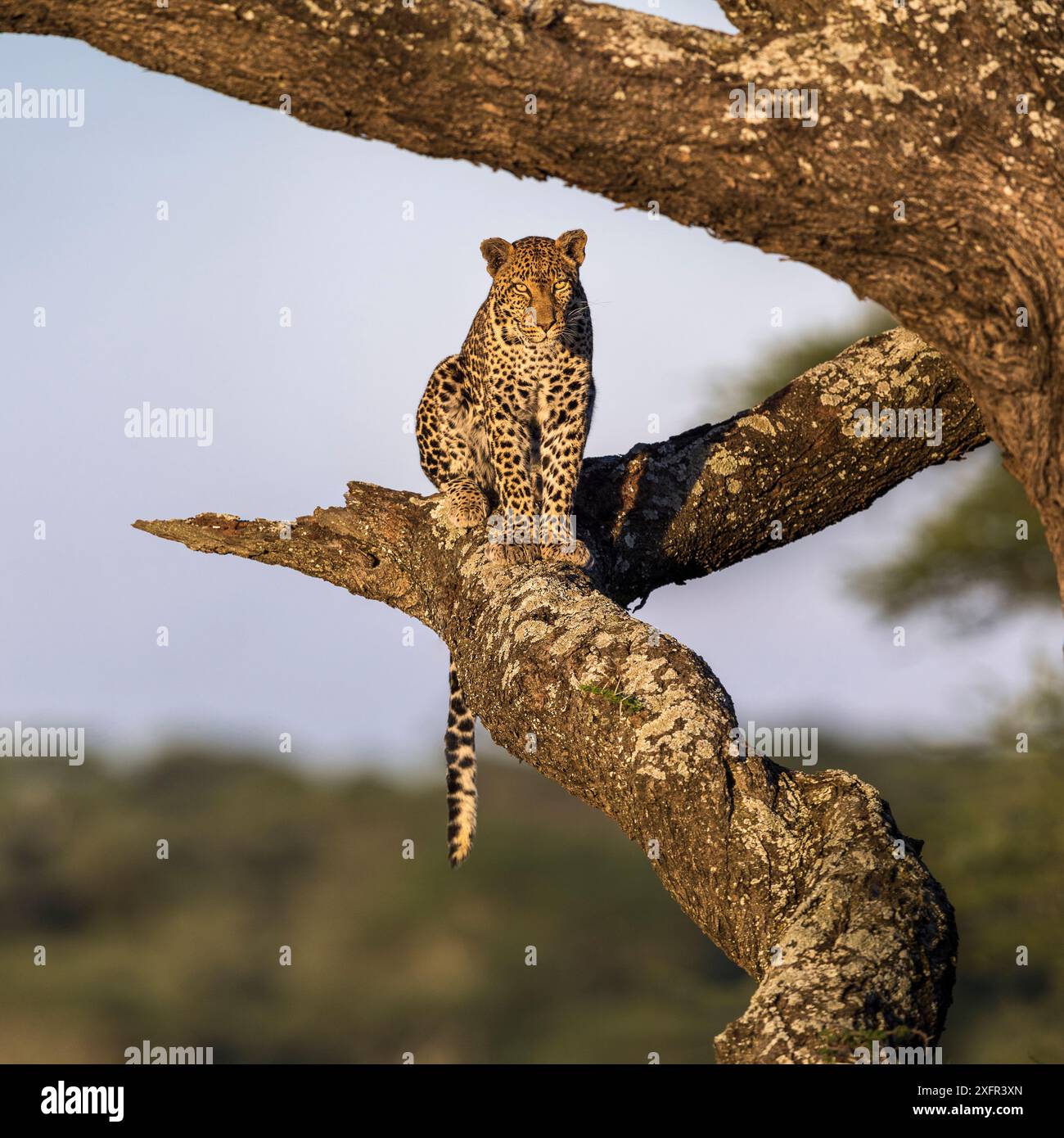 Leopard (Panthera pardus) female climbing an Acacia tree, Serengeti / Ngorongoro Conservation ...