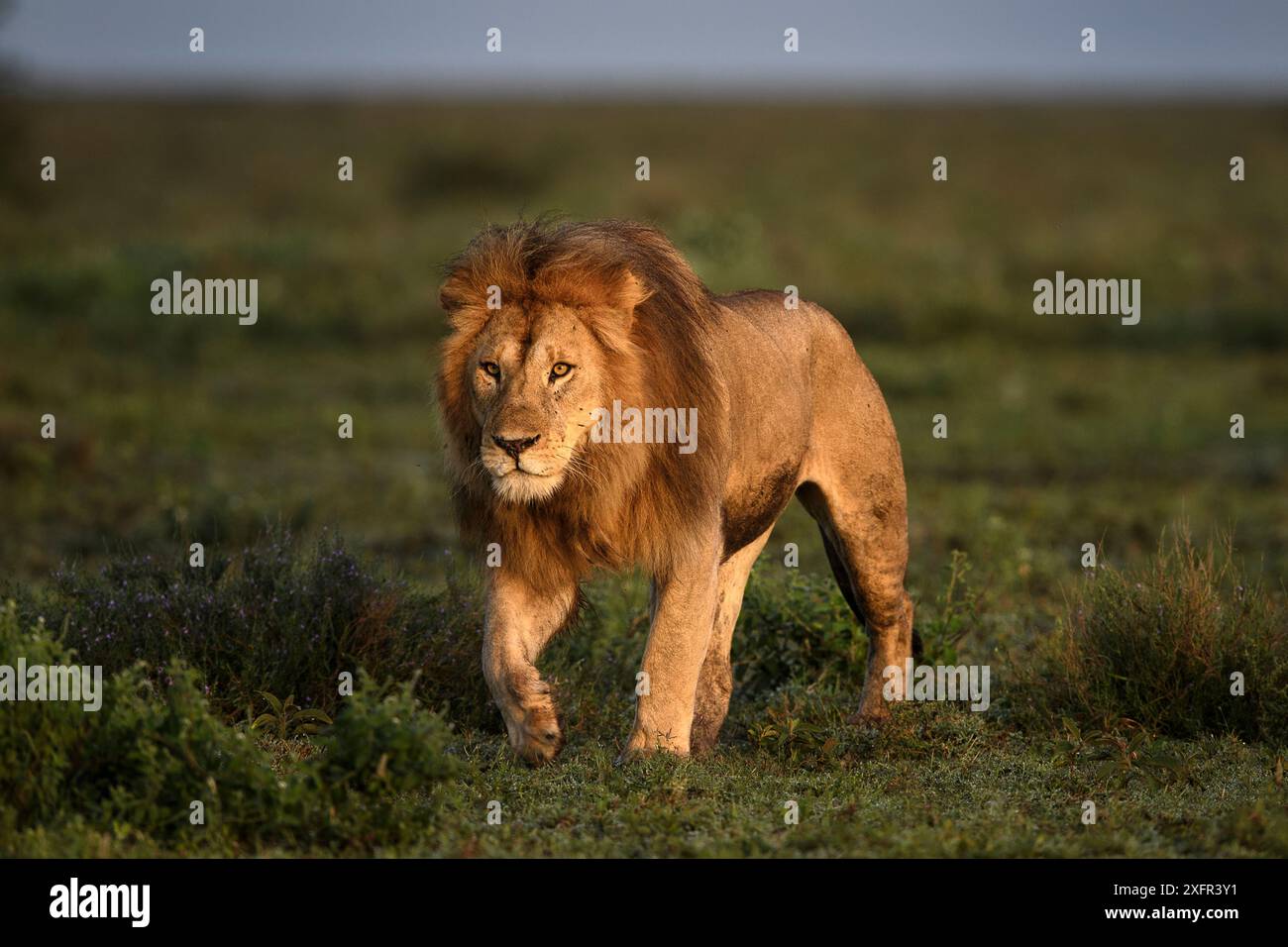 Male lion patrolling territory hi-res stock photography and images - Alamy