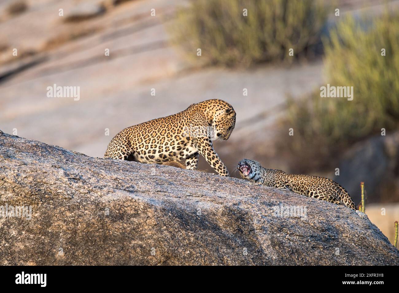 Leopard (Panthera pardus) male with one of its cubs on rocky outcrop ...