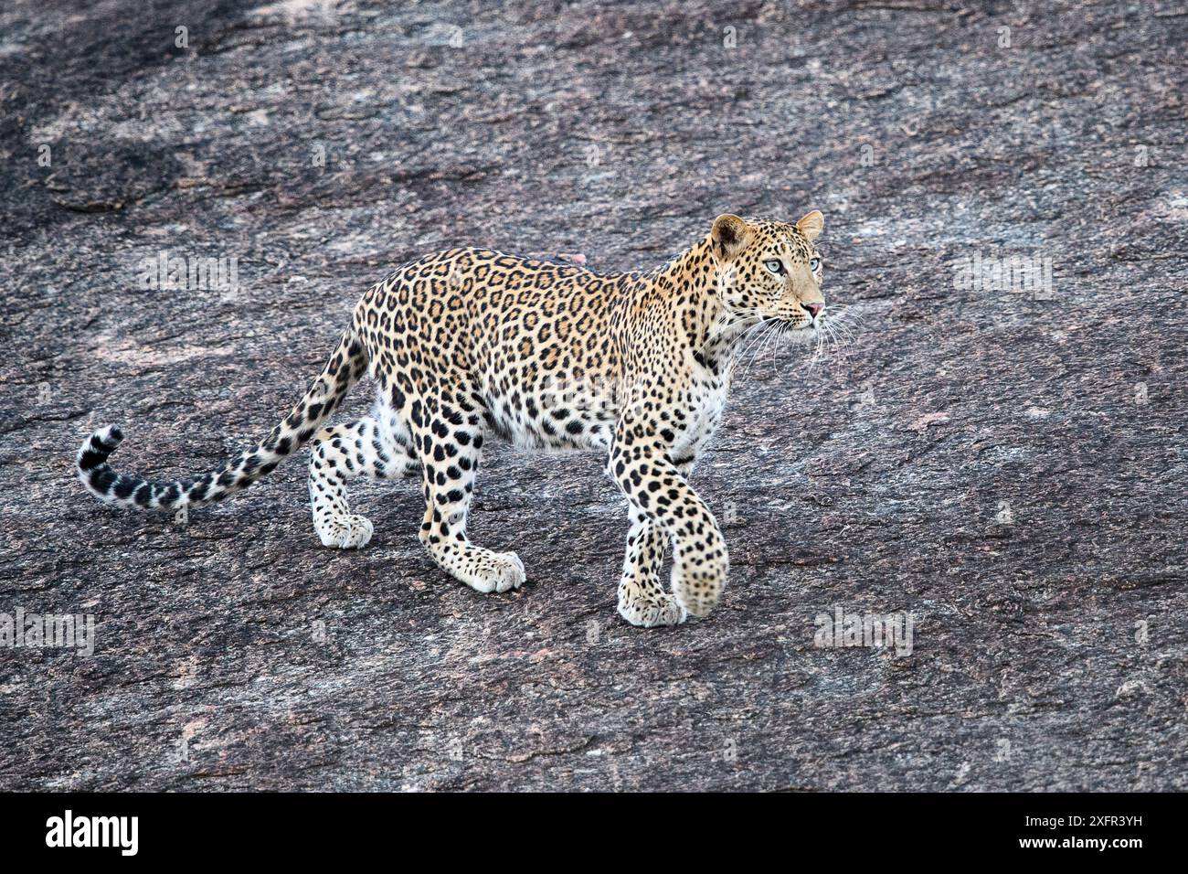 Leopard (Panthera pardus) stalking prey on a rocky outcrop. Jawai ...