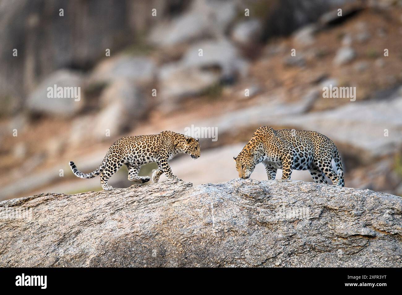 Male leopard (Panthera pardus) with one of its cubs on rocky outcrop ...