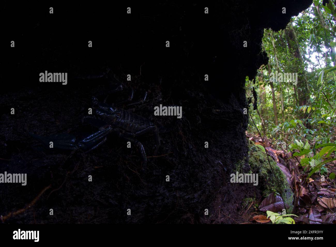 Borneo giant forest scorpion (Heterometrus longimanus) resting inside a ...