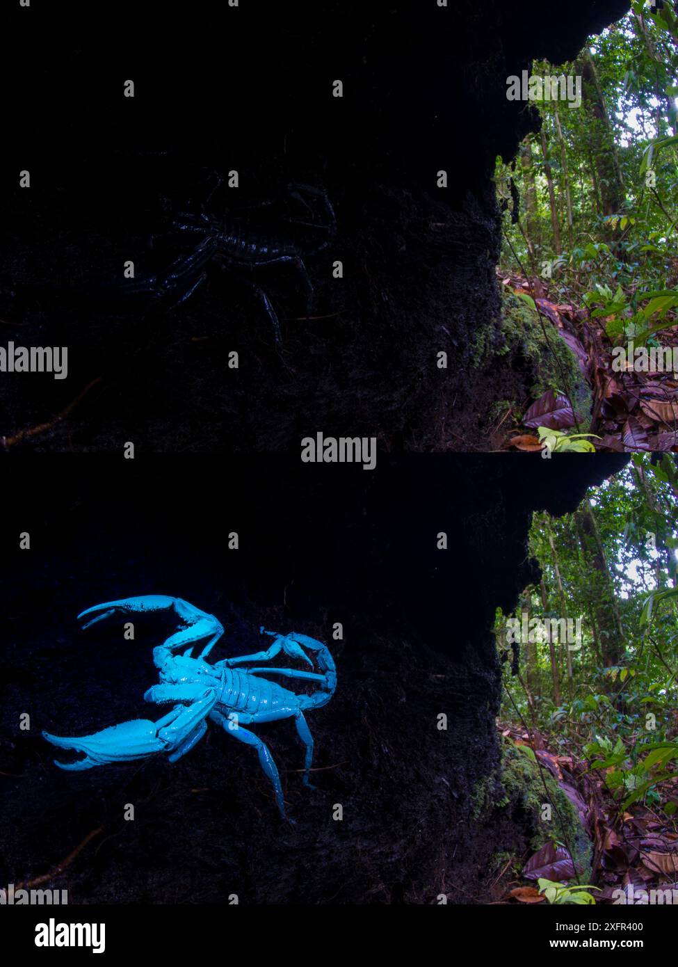 Borneo giant forest scorpion (Heterometrus longimanus) resting inside a ...