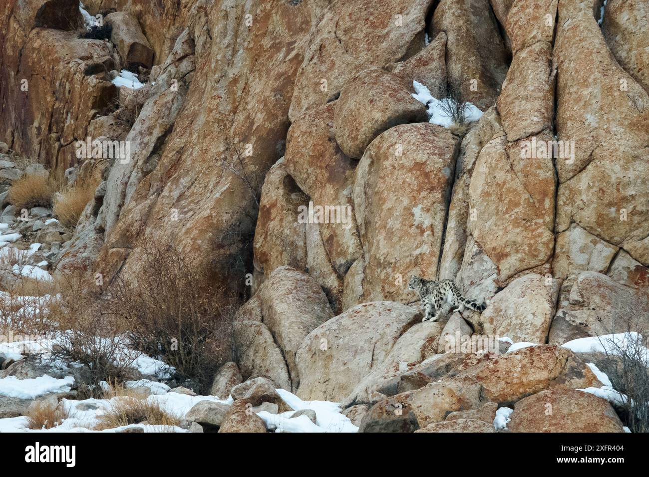Snow leopard (Panthera uncia) male moving over rocky slopes. Ulley ...