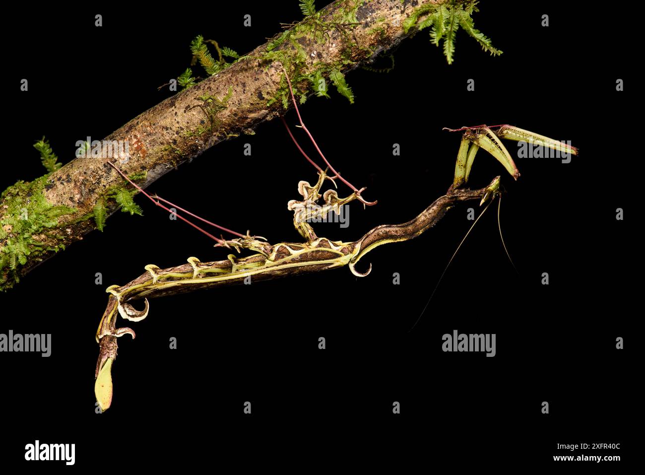 Spiky flower-mimic stick insect (Toxodera berieri). Active at night ...
