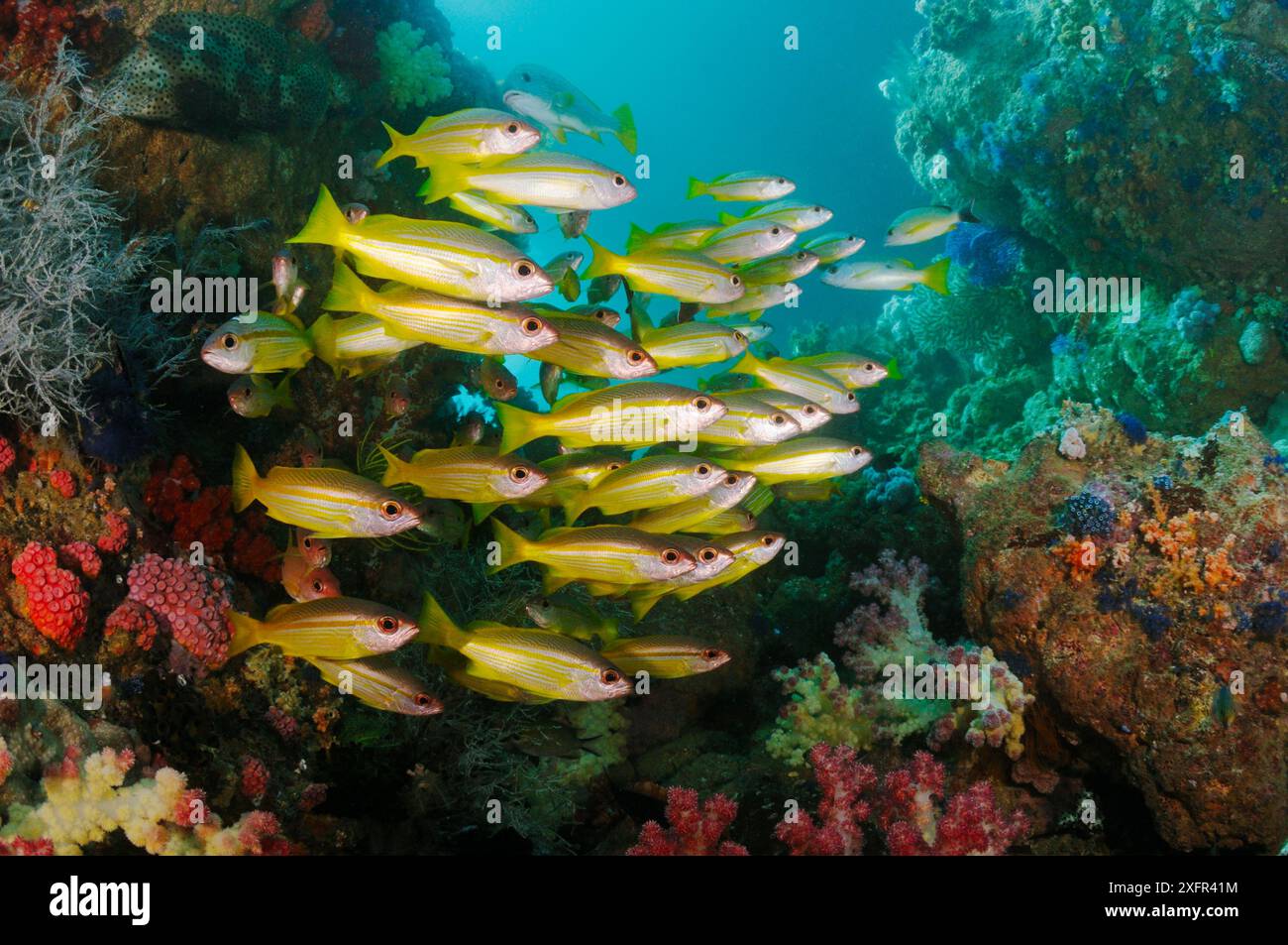 Bigeye snappers (Lutjanus lutjanus) schooling in coral reef gully ...