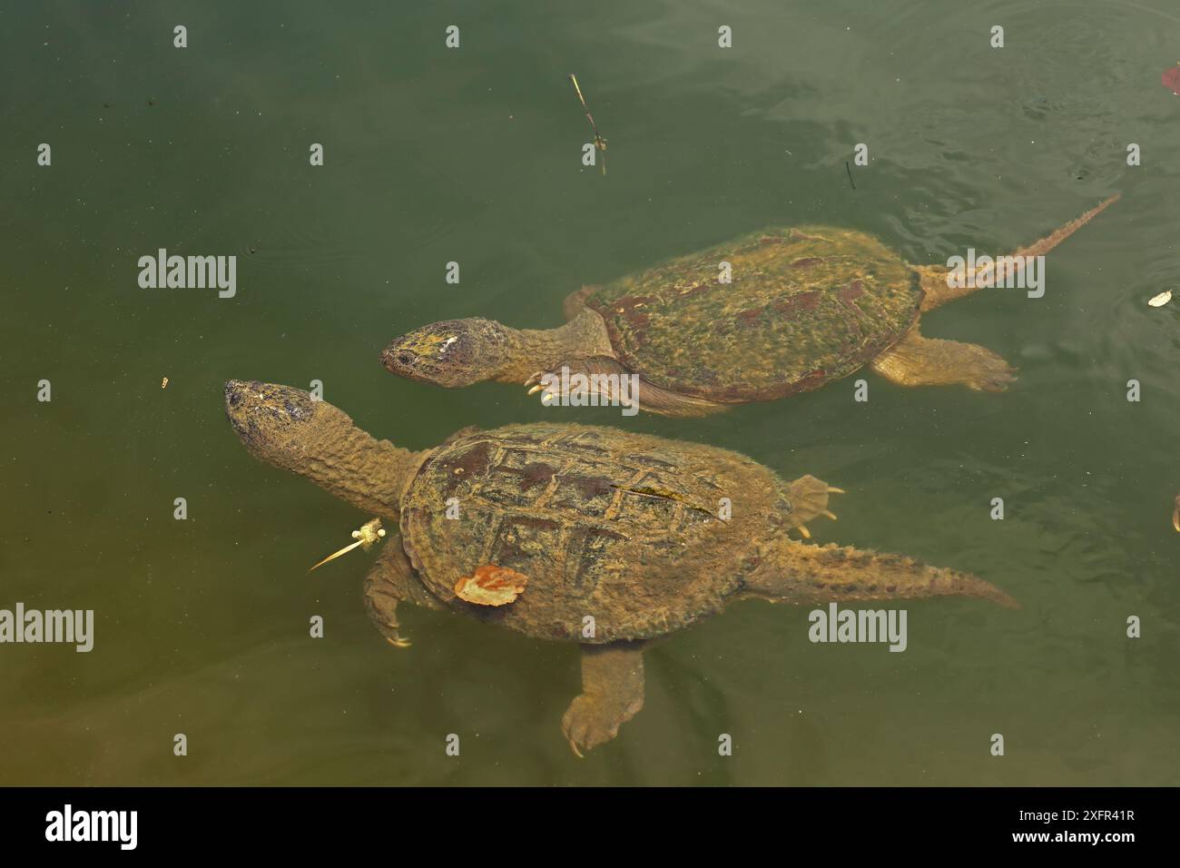 Snapping turtles (Chelydra serpentina) Maryland, USA, August Stock ...