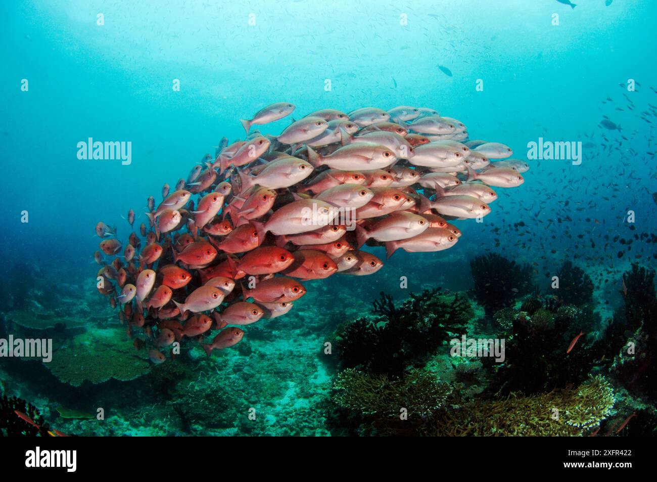 Slender pinjalo (Pinjalo lewisi) fish schooling, Triton Bay, near ...