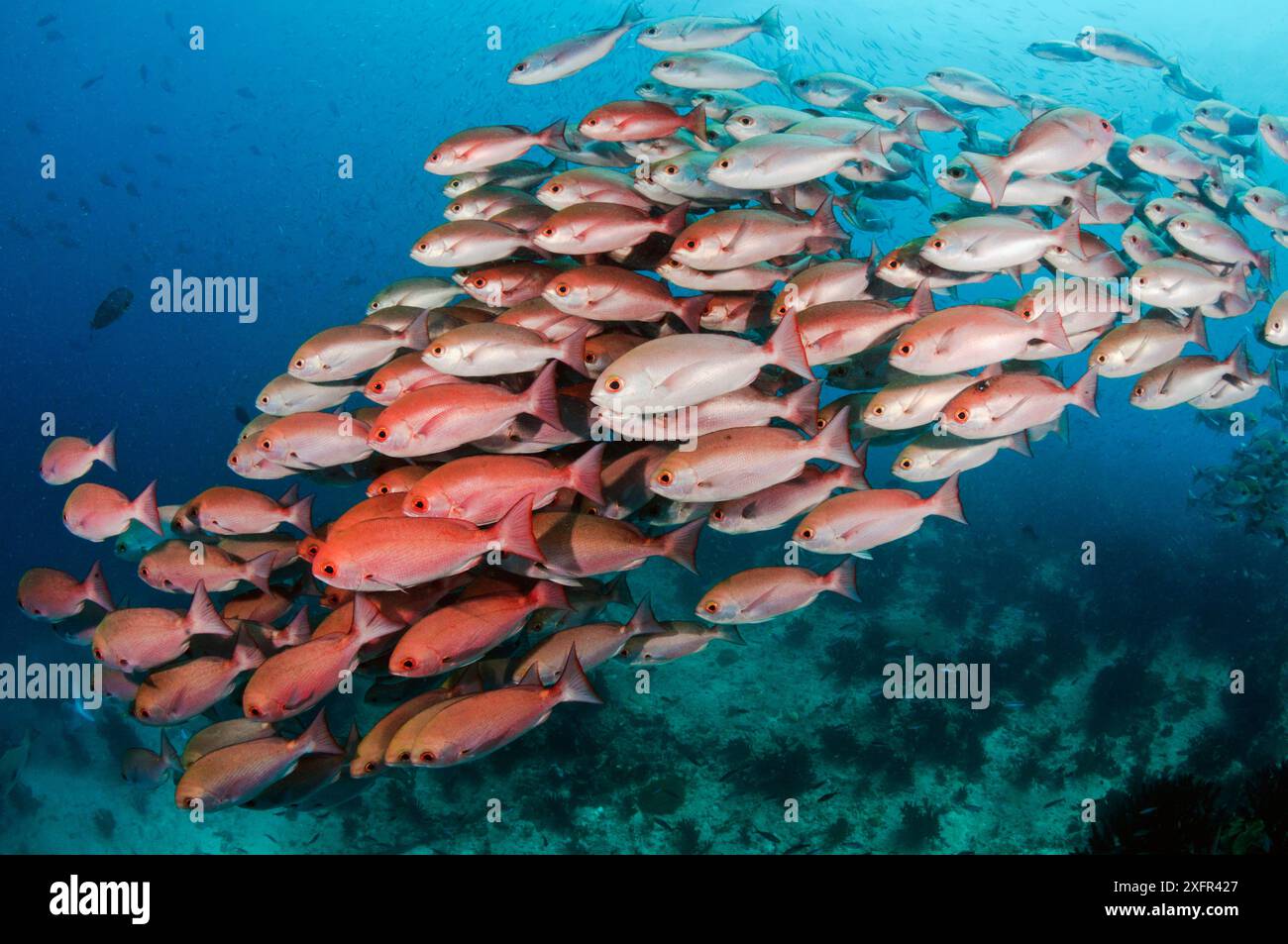 School of slender pinjalo fish hi-res stock photography and images - Alamy