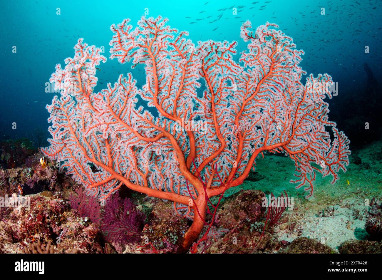 Sea fan (Gorgonian coral), Triton Bay, near Kaimana, West Papua ...