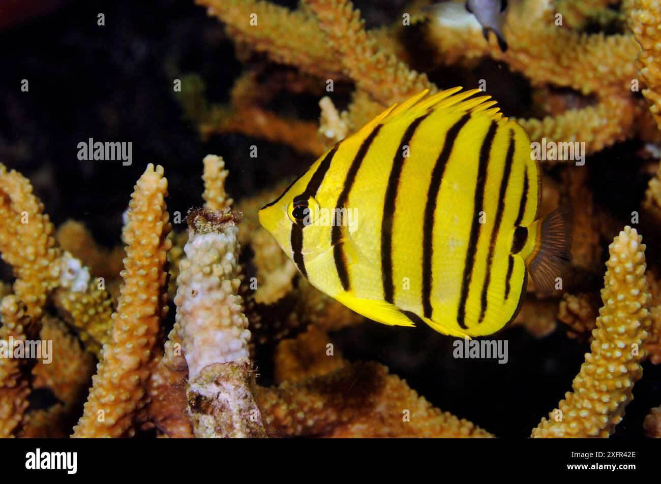 Eightband butterflyfish (Chaetodon octofasciatus) juvenile, Triton Bay ...