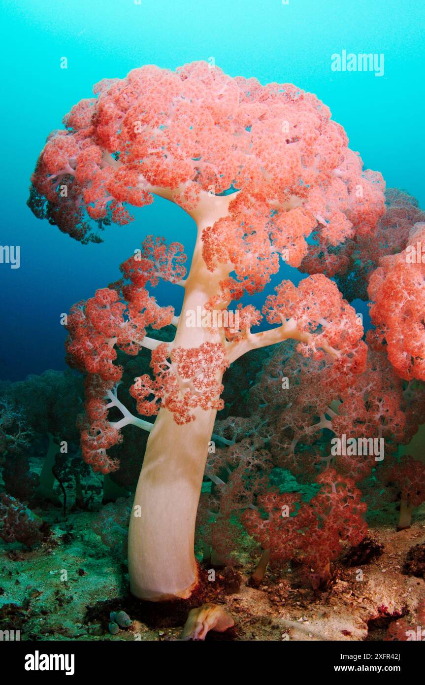 Flower tree soft corals (Umbellulifera sp.), Triton Bay, near Kaimana ...