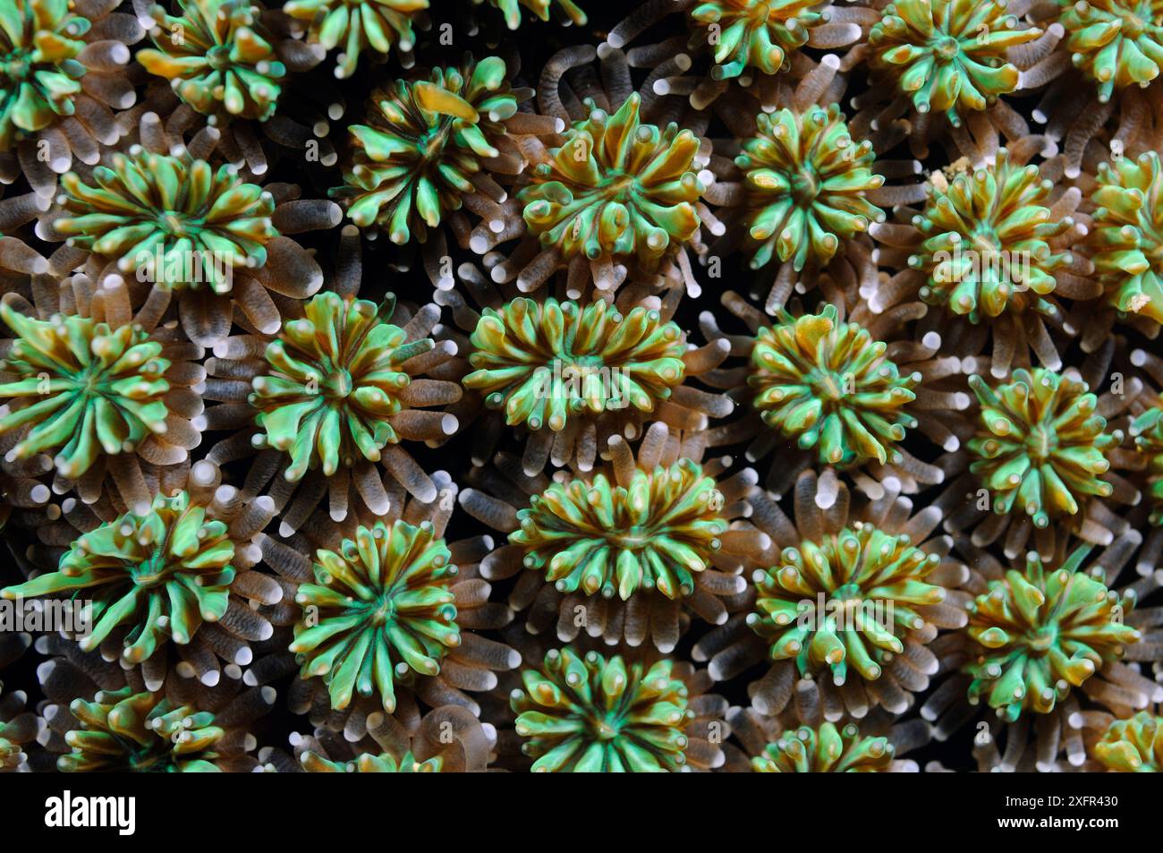 Galaxy coral (Galaxea fascicularis) polyps, Triton Bay, near Kaimana ...