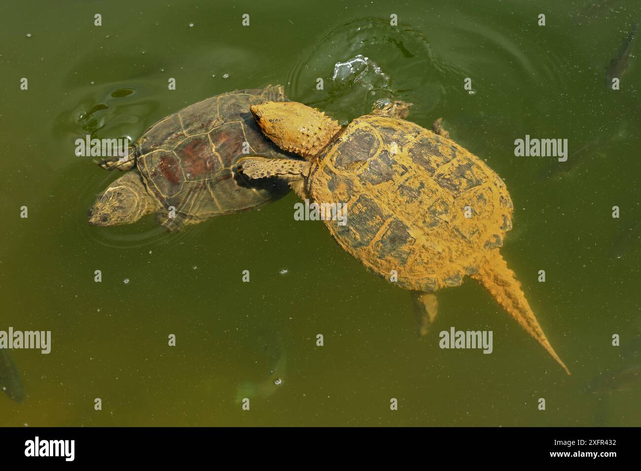 Snapping turtles (Chelydra serpentina) Maryland, USA, August Stock ...