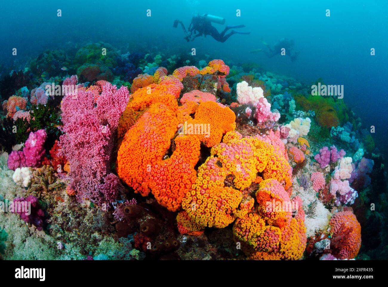 Orange cup coral (Tubastraea sp.), and soft corals, Triton Bay, near ...