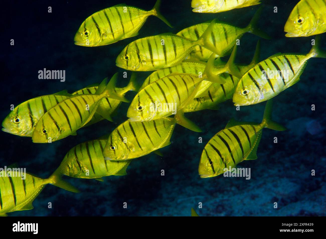 Golden trevally (Gnathanodon speciosus), Triton Bay, near Kaimana, West ...