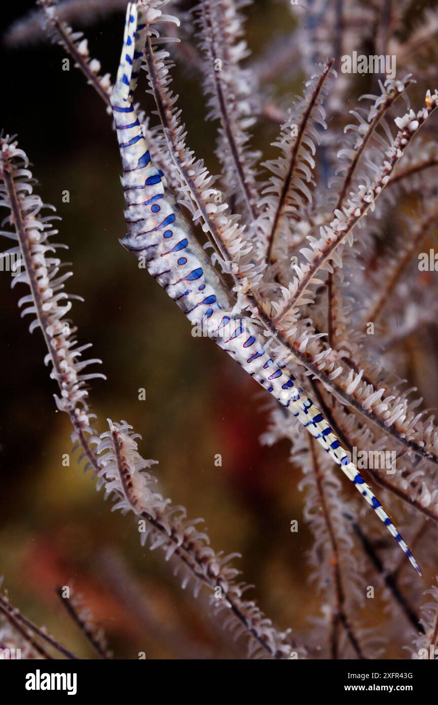 Angasia armata hi-res stock photography and images - Alamy