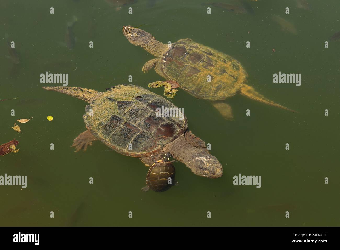 Snapping turtles (Chelydra serpentina) with Painted turtle (Chrysemys ...