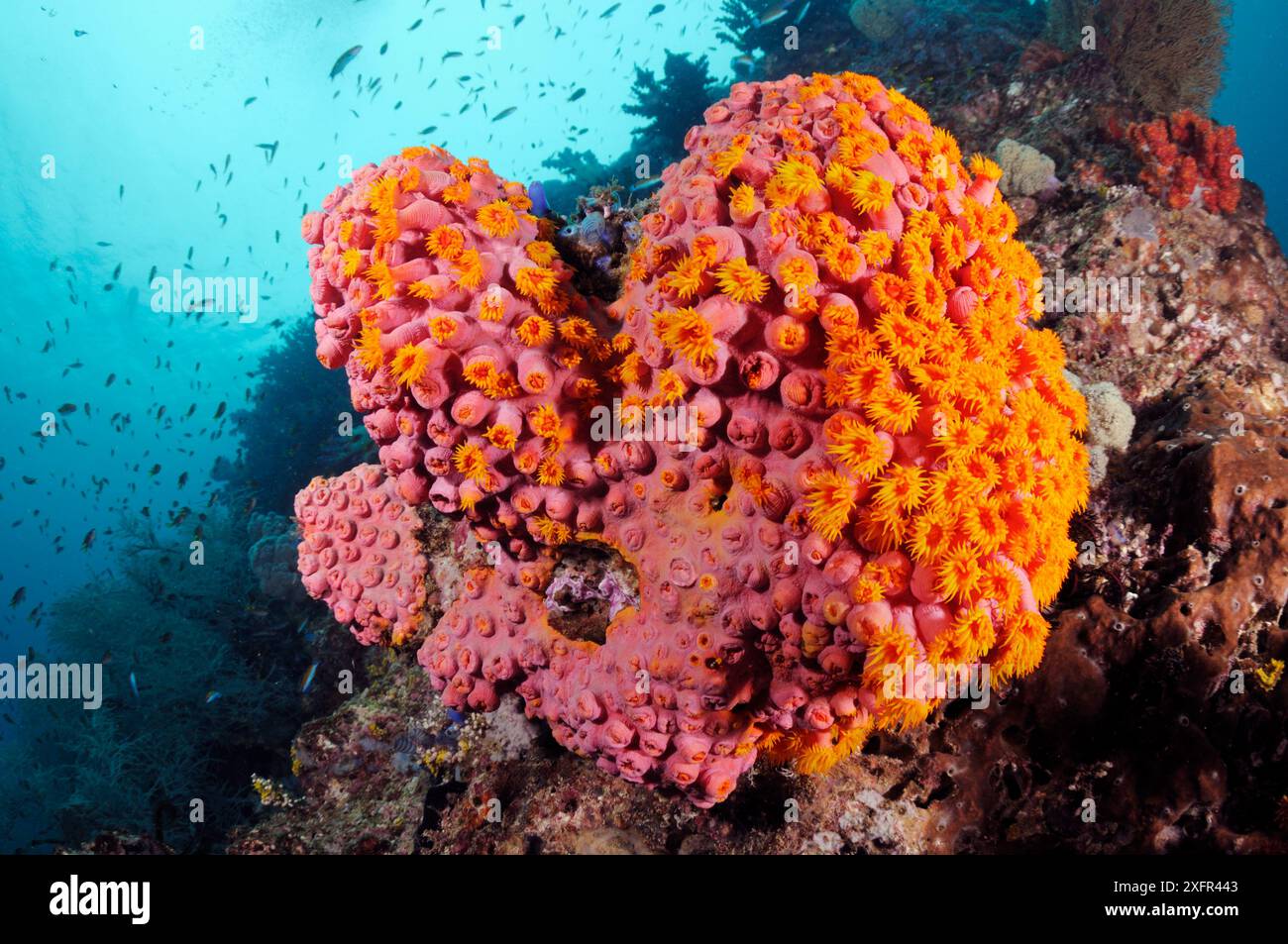 Orange cup corals (Tubastraea sp.), Triton Bay, near Kaimana, West ...