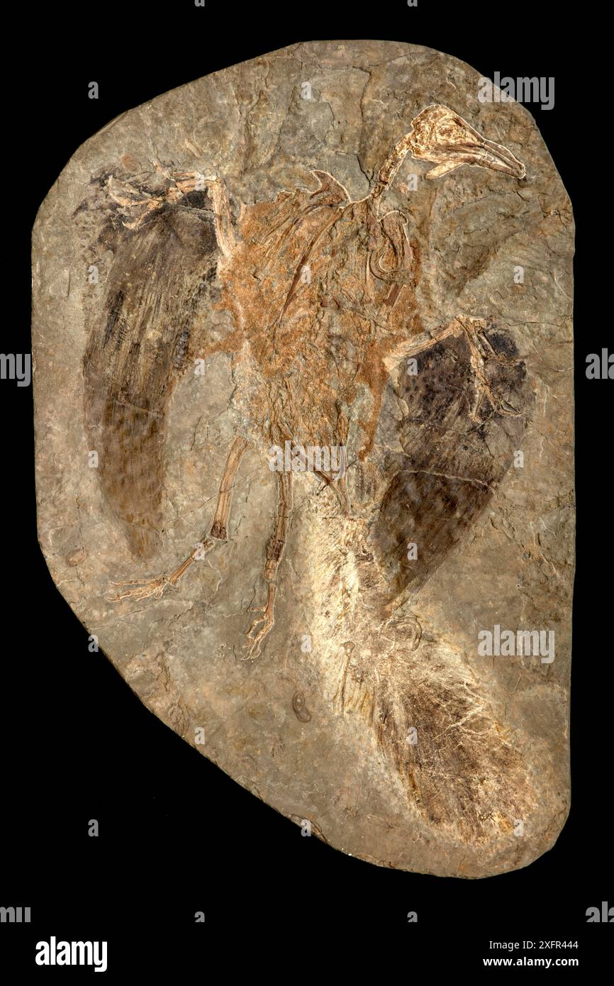 125 to 120 million years ago hi-res stock photography and images - Alamy