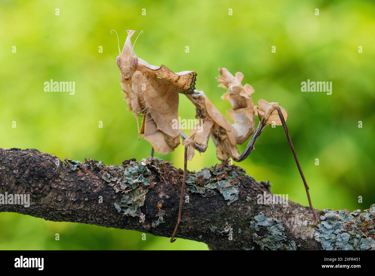Devil's flower mantis (Idolomantis diabolica) female, captive, occurs ...