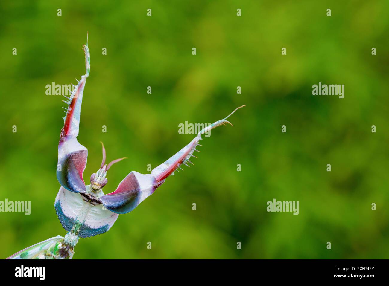 Devil's flower mantis (Idolomantis diabolica) male in defensive posture ...