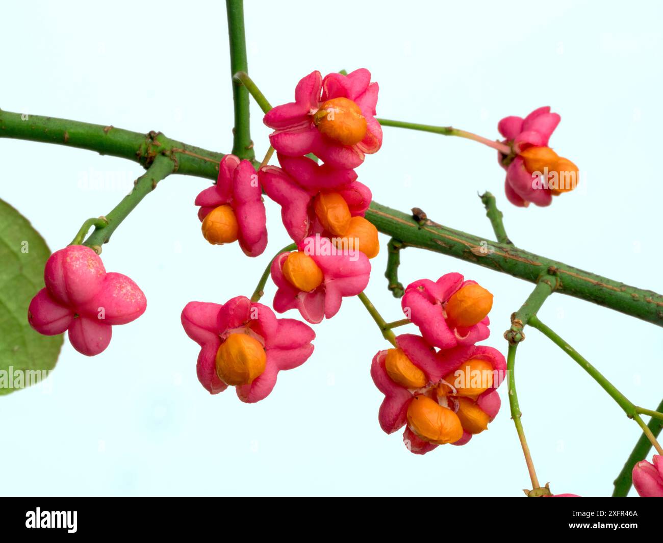 Spindle (Euonymus europacus) berries Stock Photo - Alamy