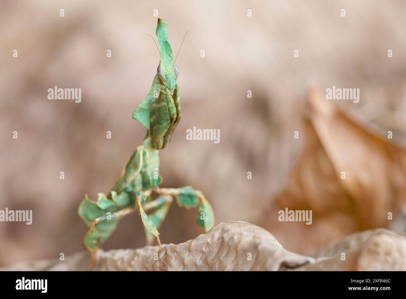 Ghost mantis (Phyllocrania paradoxa) captive occurs in Africa Stock ...