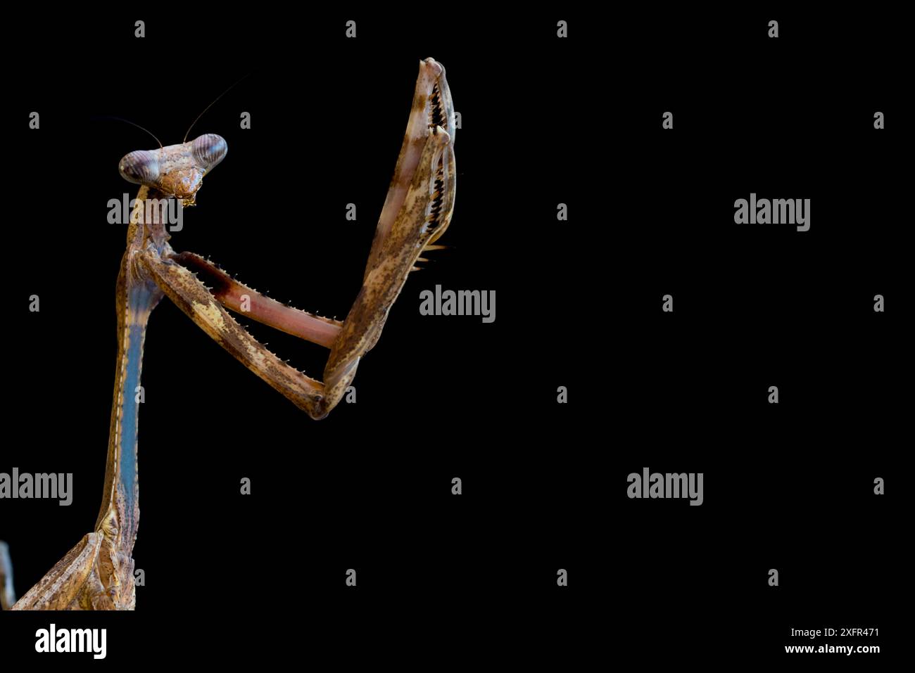 Peacock mantis (Pseudempusa pinnapavonis) in defensive posture; captive ...