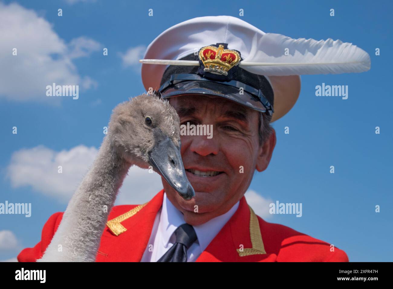 The Queen's Royal Swan Marker - David Barber holding Mute swan (Cygnus ...