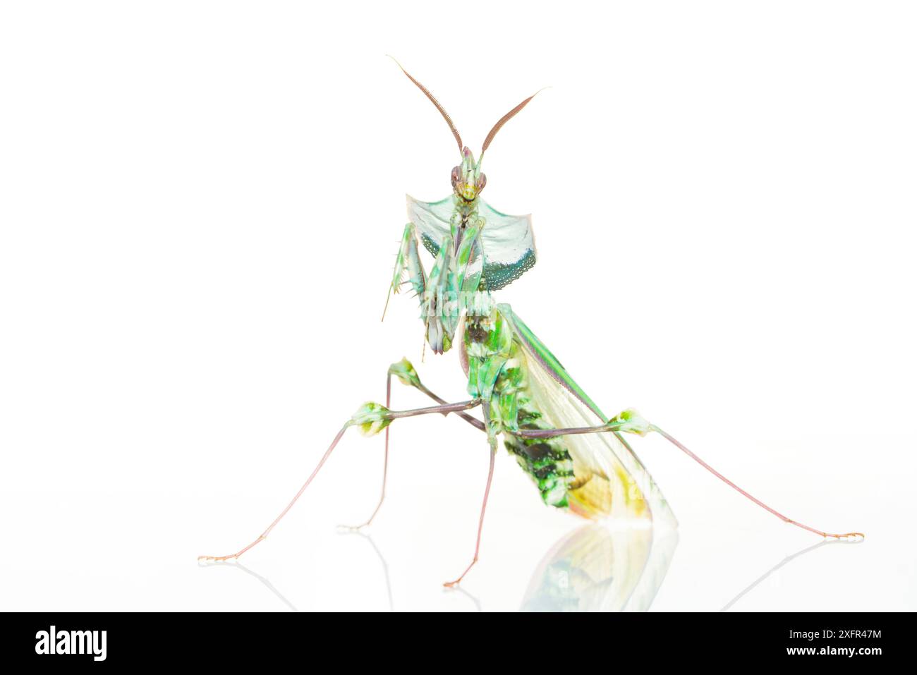 Devil's flower mantis (Idolomantis diabolica) on white background ...