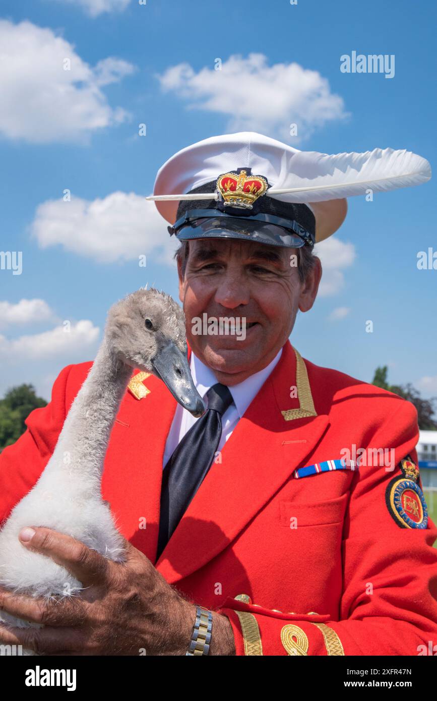 The Queen's Royal Swan Marker - David Barber holding Mute swan (Cygnus ...