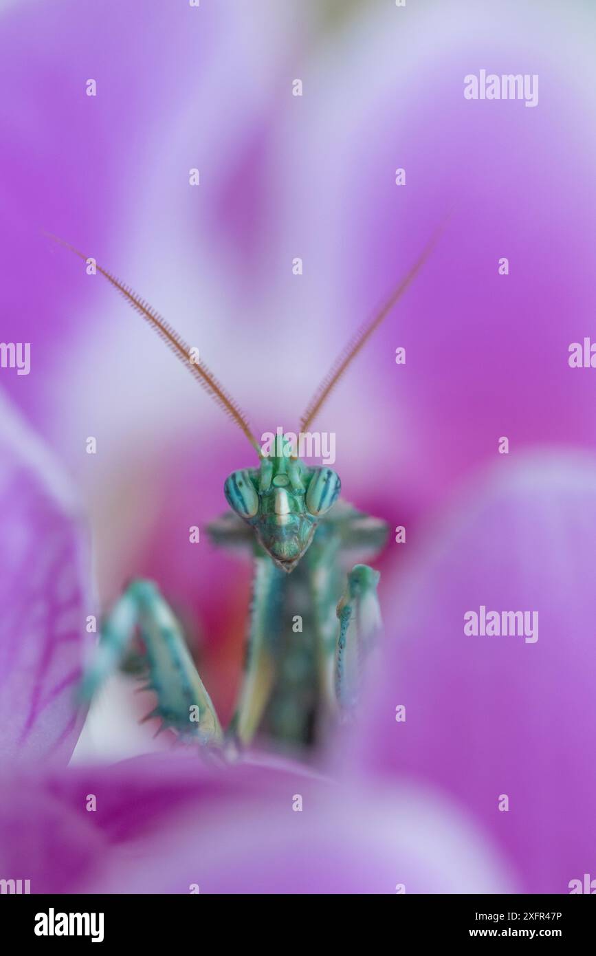 Thistle Mantis (Blepharopsis mendica) among petals, captive, occurs in ...