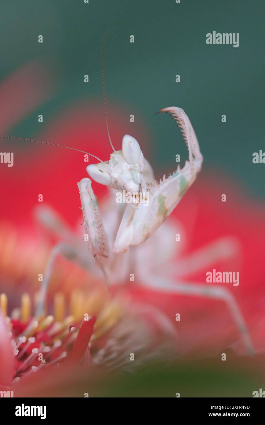 Indian flower mantis (Creobroter gemmatus) grooming, captive, native ...