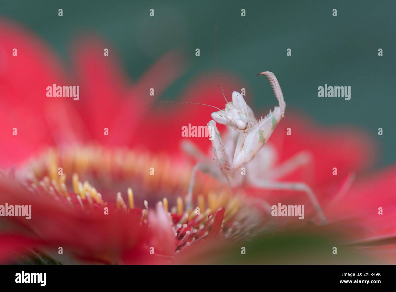Indian flower mantis (Creobroter gemmatus) grooming, captive, native ...